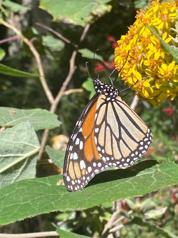 Wondering How to Help Monarch Butterflies? Here are 5 Things You Can Do ...